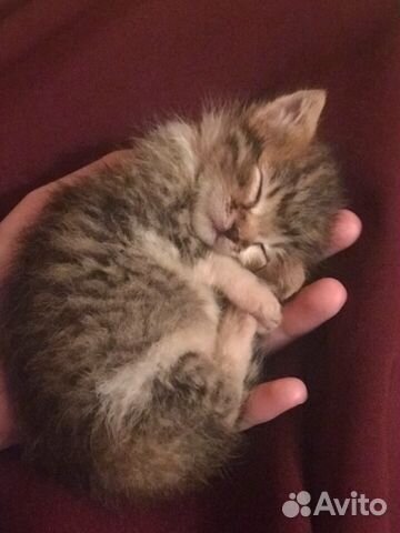 Котёнок