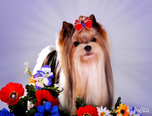 Кобель бивер йорк Мини размера для вязки(Лорик)