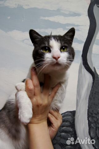 Кот Шнобель