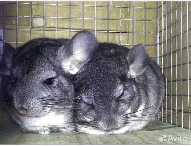 Продажа польских шиншилл мини-ферма