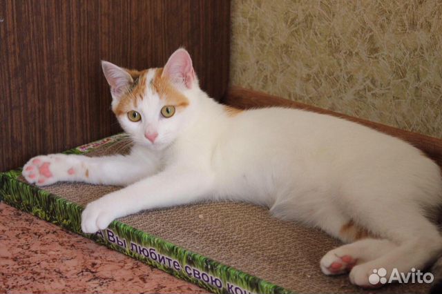 Котёнок Хурма