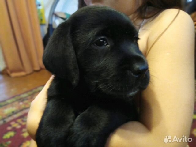 Девчушка лабрадора