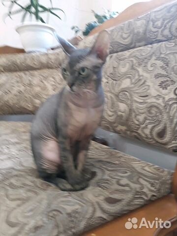 Канадский сфинкс,котик для вязки