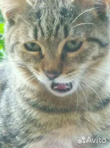 Котик 5 месяцев бездомышка Малька