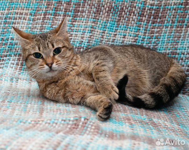 Кошка Душечка