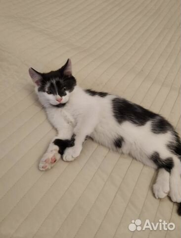 Котенок Швейк - черно-белый, плюшевый красавчик