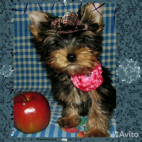 Йоркширский терьер мальчик