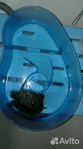 Морская черепашка бесплатно