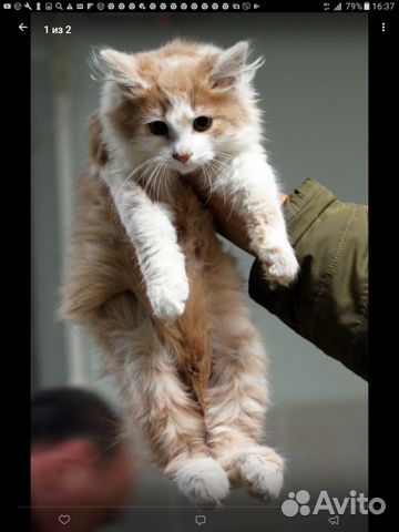 Ласковый рыжик в добрые руки