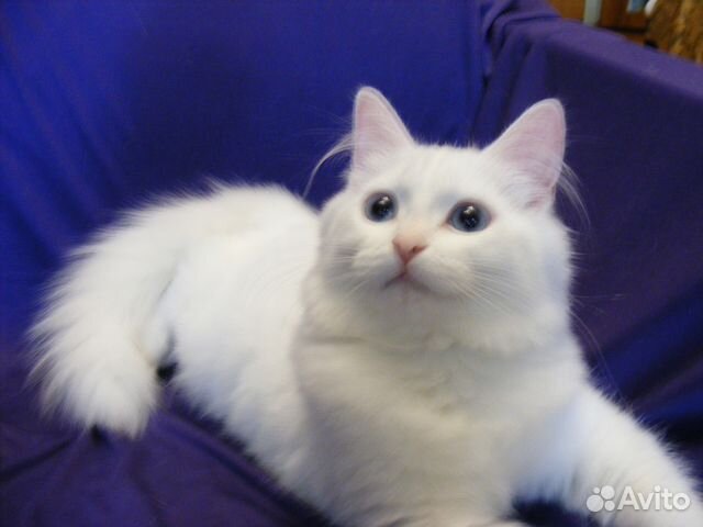 Ляля - принцесса лесопилки (5 мес.)