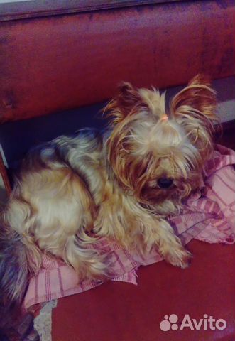 Отдам мальчика йорка