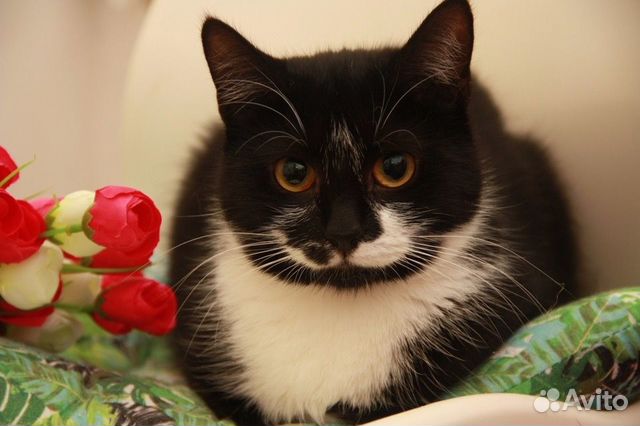 Красавица Мишель ищет дом