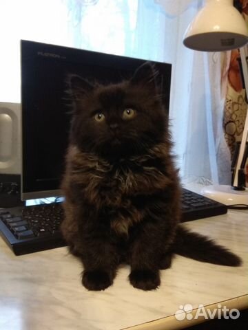 Котенок полуперс