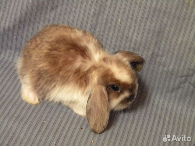 Вислоухие карликовые крольчата