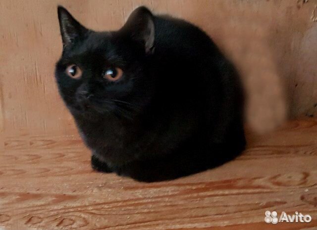 Британочка Черная Ляля 4 мес