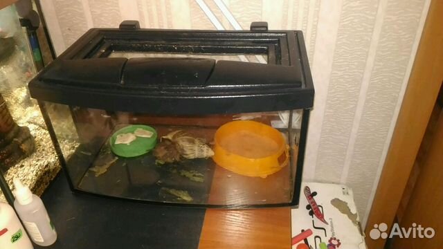 Улитка с аквариумом