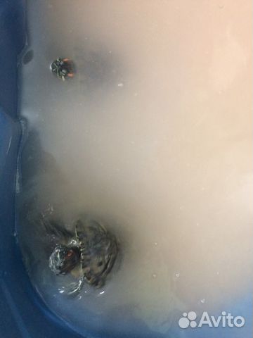 Отдам красноухих черепах 2 двух бесплатно черепаха