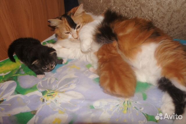 Продаются котята Курильский Бобтейл