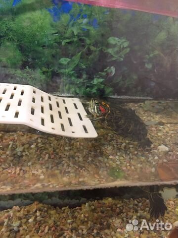 Водяная красноухая черепаха с аквариумом