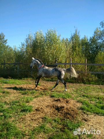 Продам лошадь)