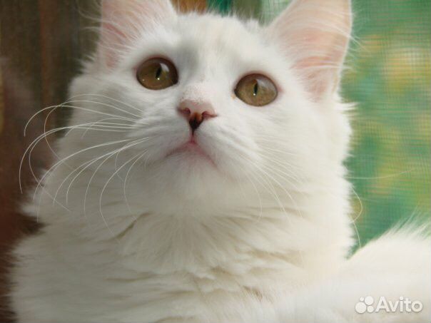 Отдам кошку в хорошие руки