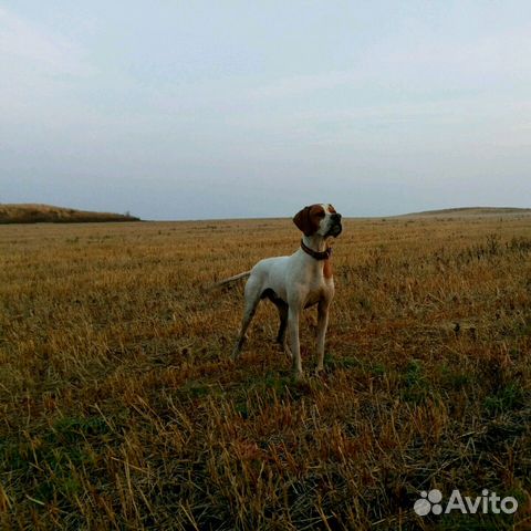 Пойнтер