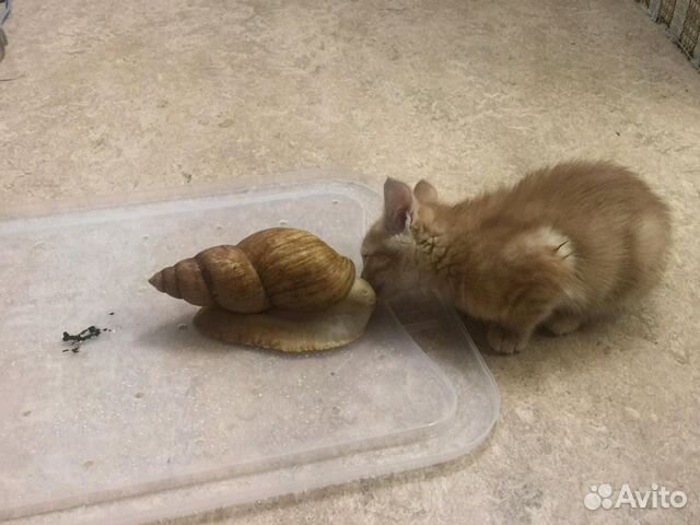 Ахатинская улитка