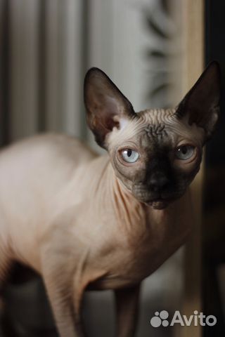 Аренда канадского сфинкса