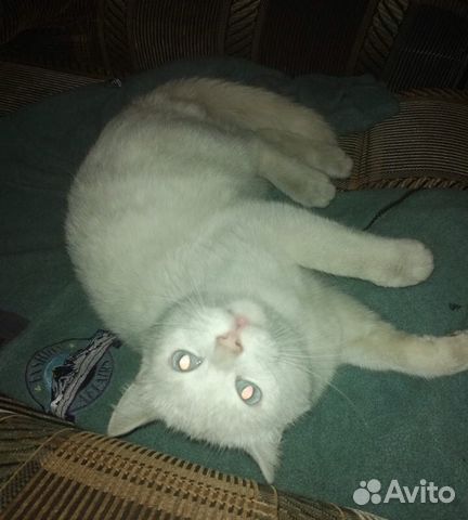 Кот Беляк