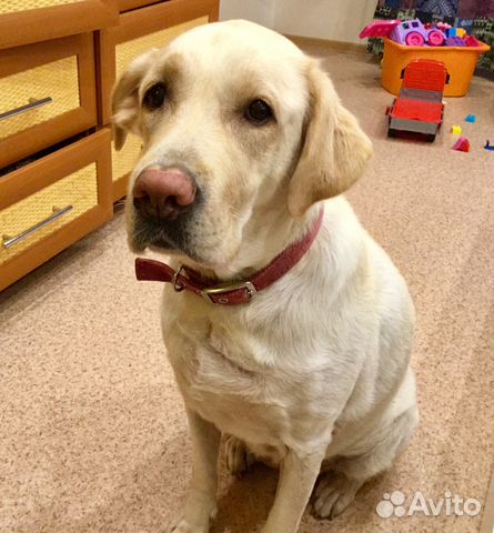 Отдам девочку лабрадора 6 лет