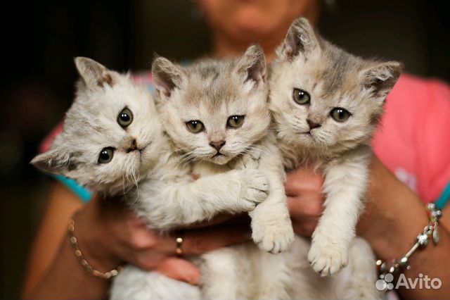 Британский Селкирк Рекс