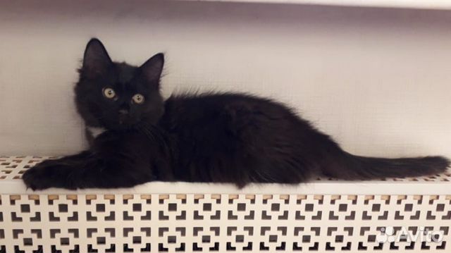 Котик 3.5 месяца