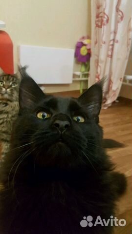 Котята мейн- кун