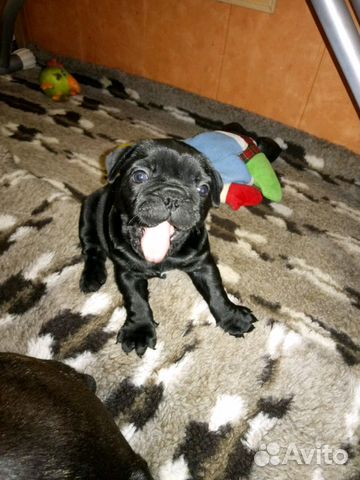 Продается шикарный щеночек, булька французик