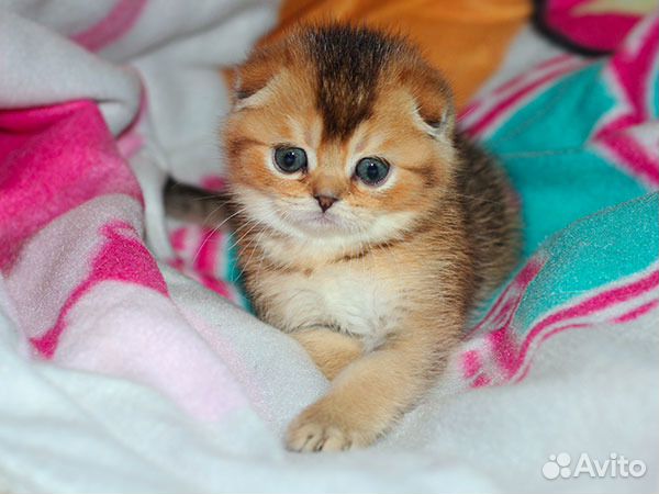 Золотой фолдик котик