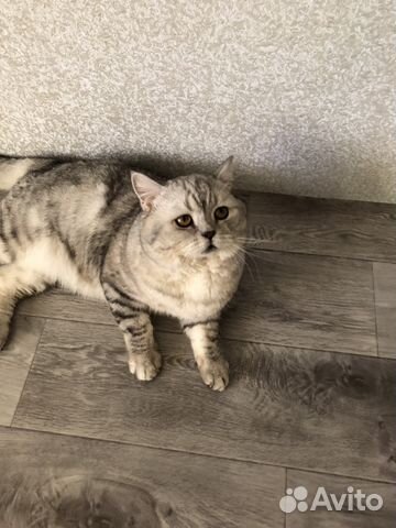 Кот ждёт кошечку для вязки