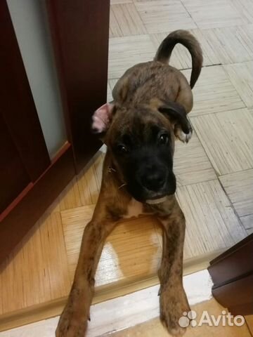 Метис боксера, щенок в дар