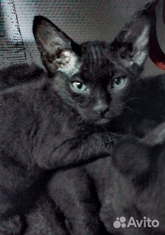 Лопоухая эльфийка)