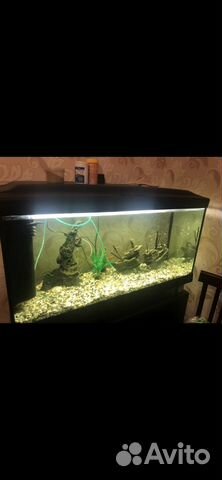 Аквариум кайман 240 литров