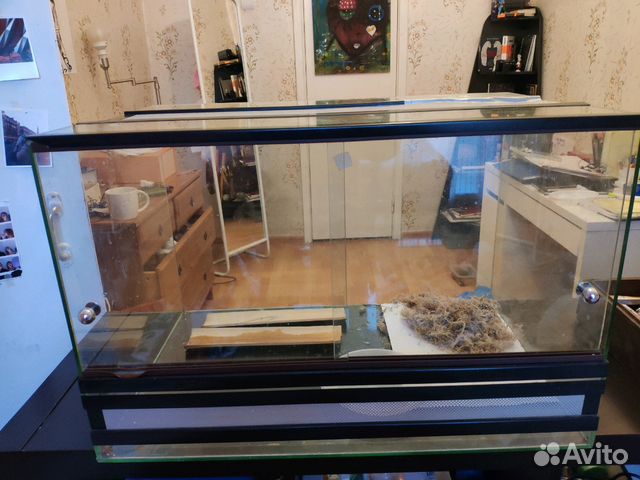 Лягушка Рогатка