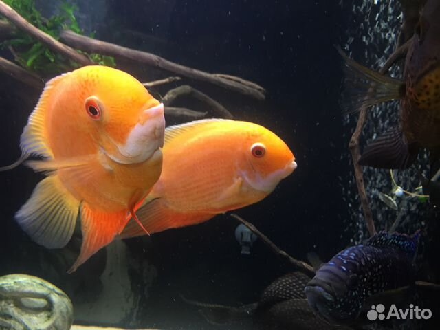 Цихлозомы Северумы и бриллиантовая