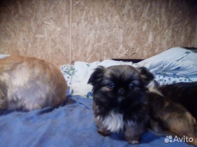 Продаю щенка пекинеса