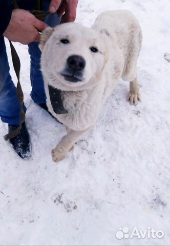 Алабай в добрые руки