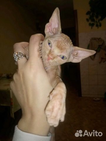 Малыши ищут семью)