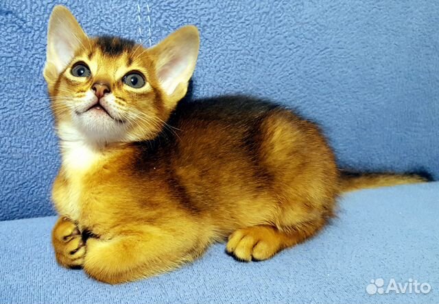 Абиссинские очаровашки