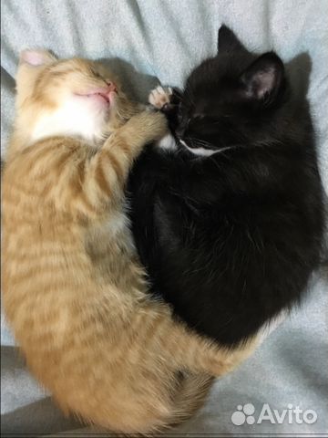 Отдам котят в добрые руки