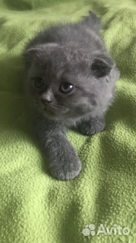 Шотландская вислоушка