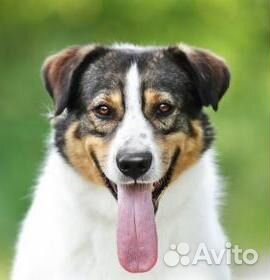 Стильный Бай очень хочет жить дома в тепле и любви