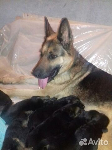 Щенки немецкой очарки