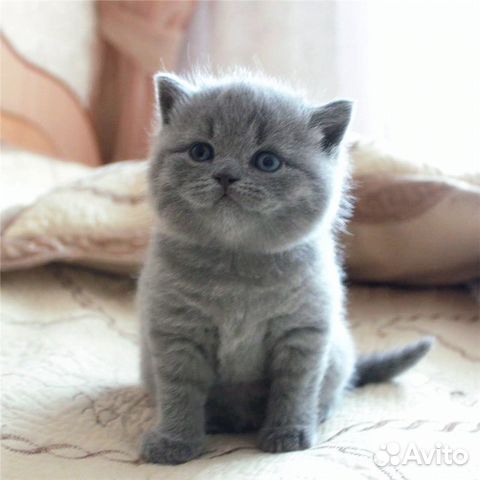 Плюшевый британский котик Лео